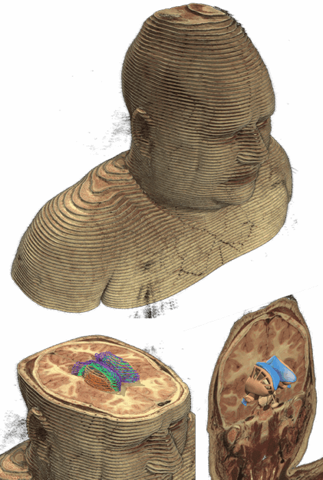 About Us - Primal Pictures