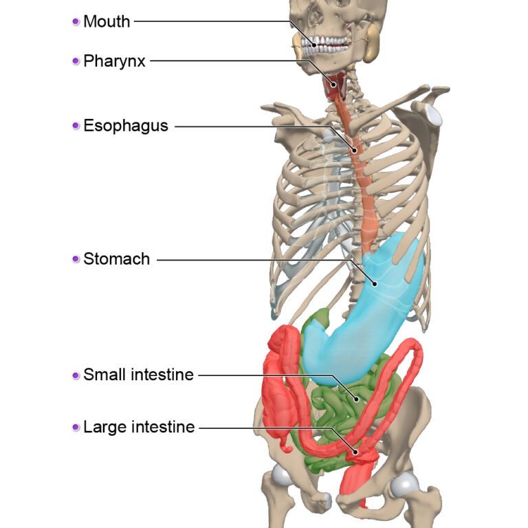 Intermittent Fasting and the Metabolic Switch