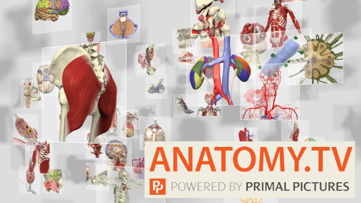 Anatomy Software: Why Primal Pictures Leads the Way