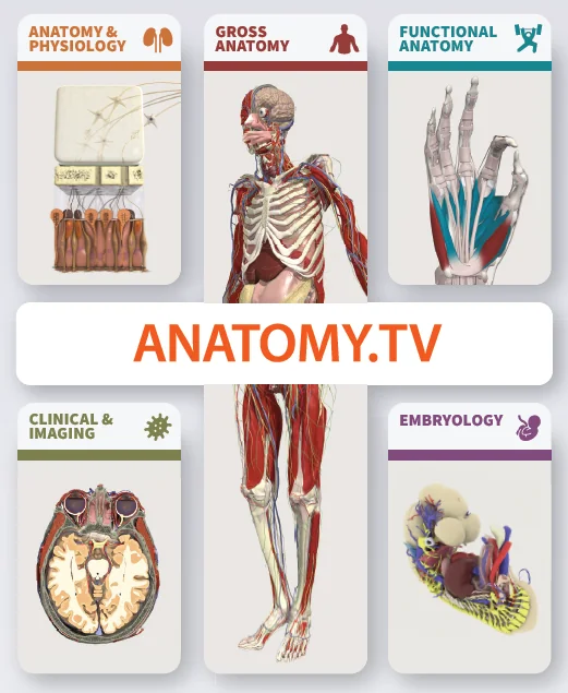 Primal Pictures | 3D Anatomy Software & Apps
