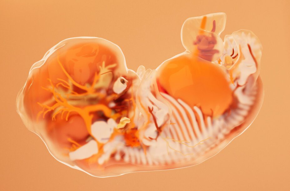 3D Real-time Embryology adds multilingual access