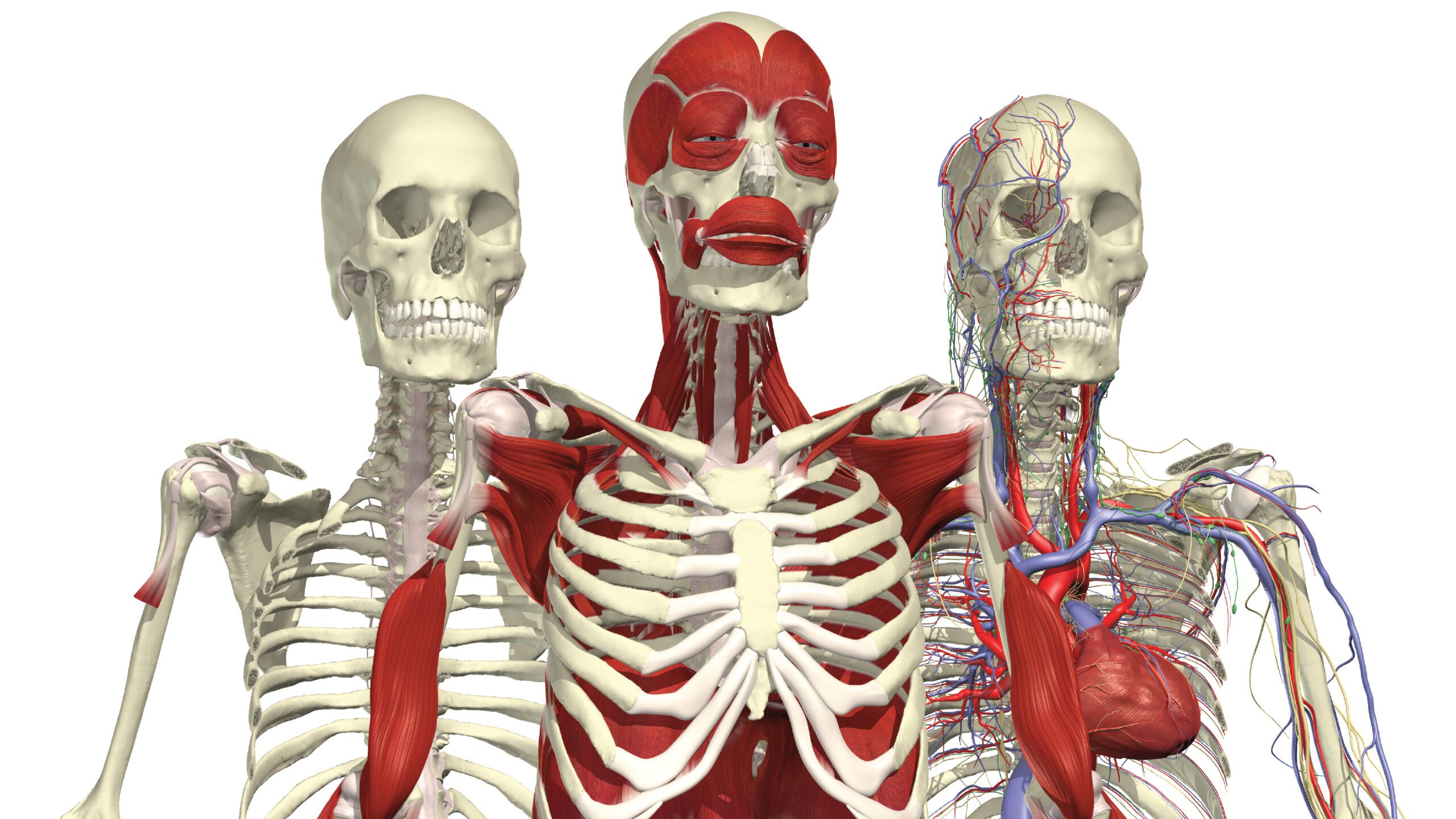Webinar Alert: Bring Your Anatomy Curriculum to Life and Simplify ...
