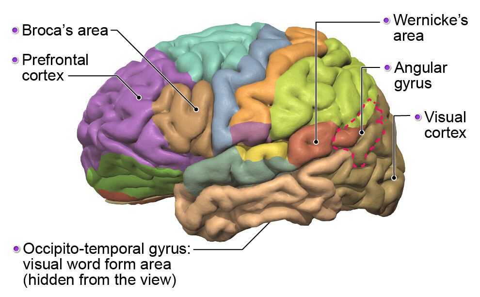 How the Brain Reads: The Anatomy of a Good Book